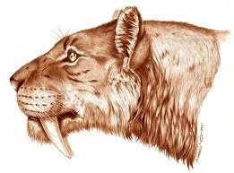 Smilodon | Animal Database | Fandom