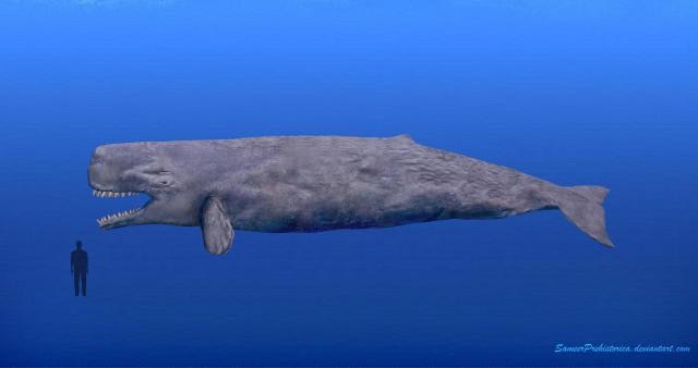 Livyatan melvillei | Animal Database | Fandom Livyatan melvillei | Animal Database | Fandom