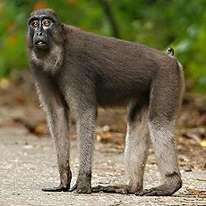 Booted Macaque | Animal Database | Fandom