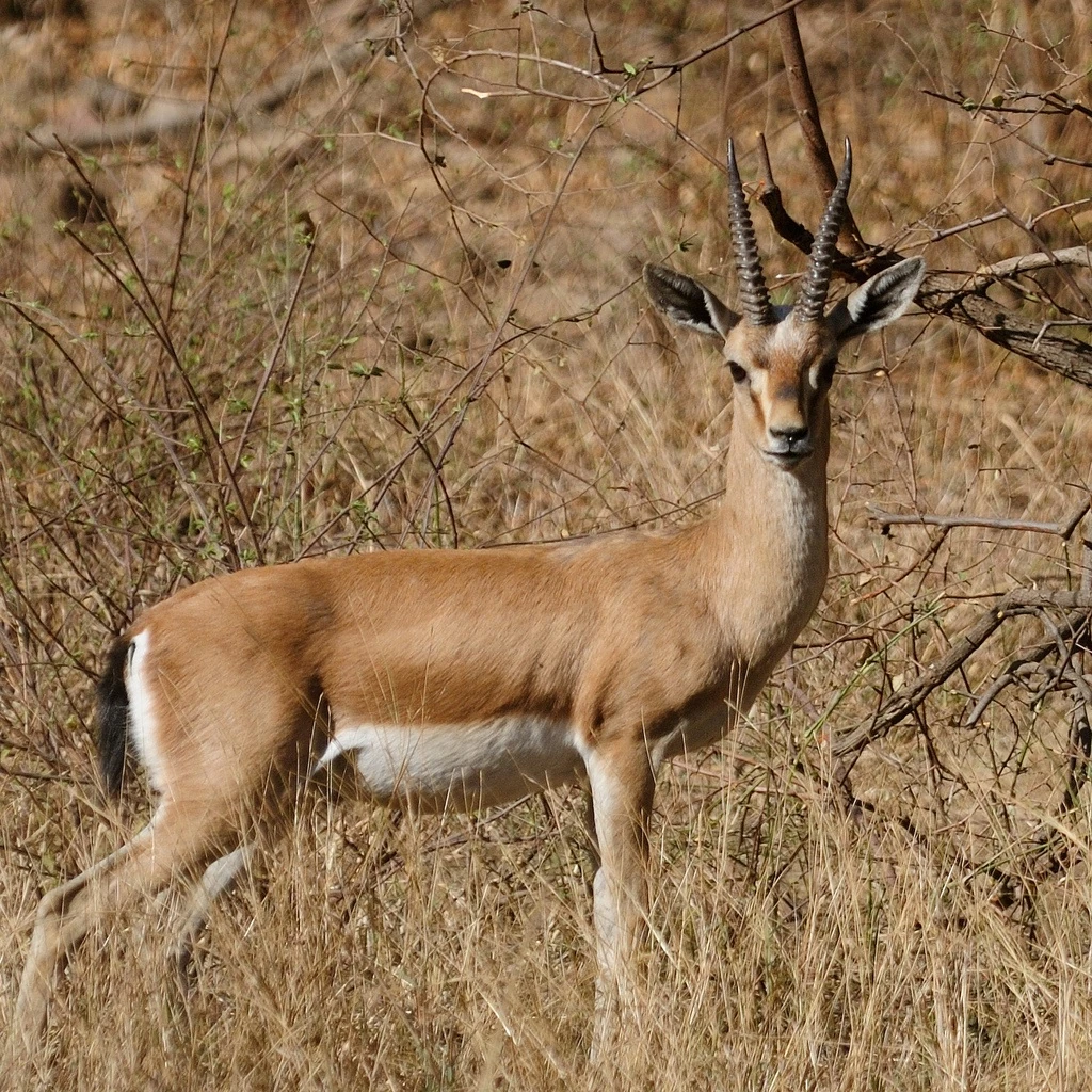 Chinkara | Animal Database | Fandom