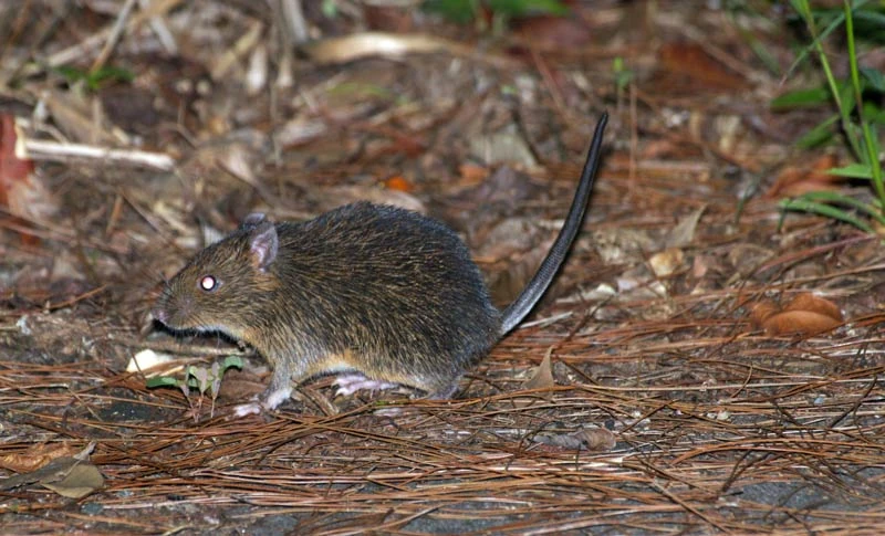 Tokunoshima Spiny Rat | Animal Database | FANDOM powered by Wikia