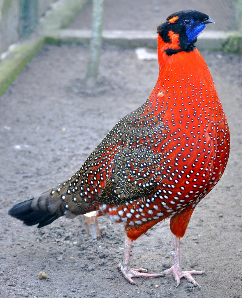 Satyr Tragopan | Animal Database | Fandom