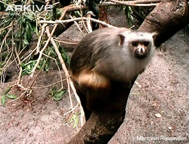 Rio Acarí Marmoset | Animal Database | FANDOM powered by Wikia