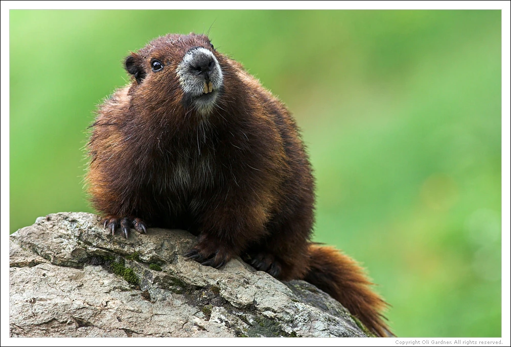 Vancouver Island Marmot