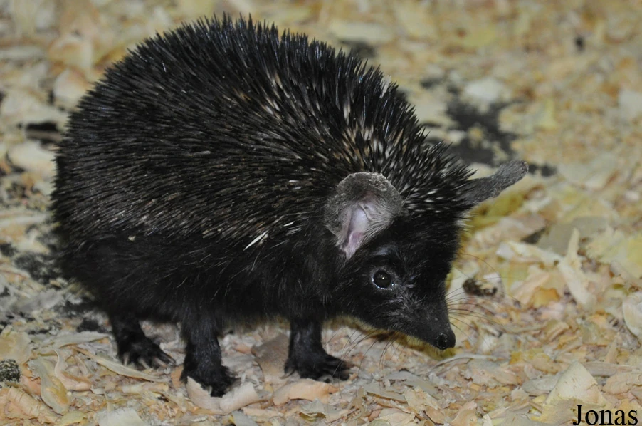 Brandt's Hedgehog | Animal Database | Fandom