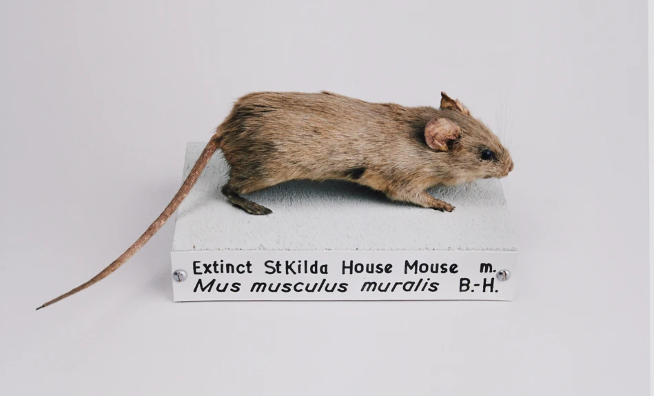 Category:Murinae | Animal Database | Fandom