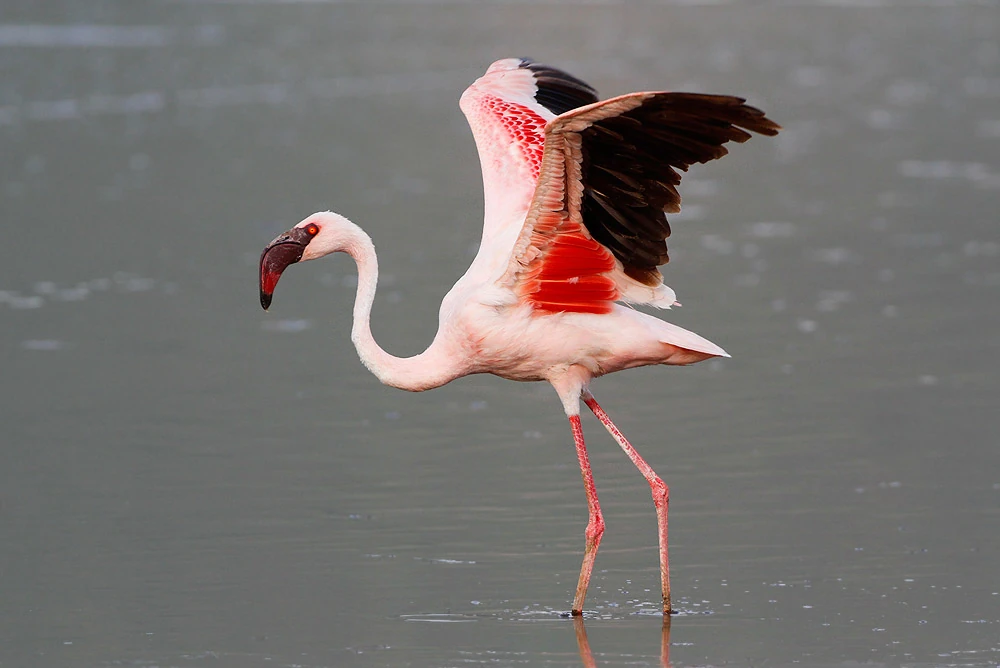 Lesser Flamingo | Animal Database | FANDOM powered by Wikia