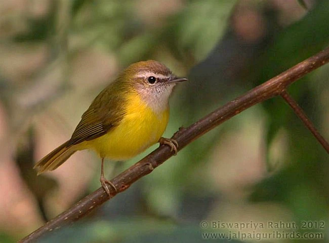 Yellow-bellied Warbler | Animal Database | Fandom