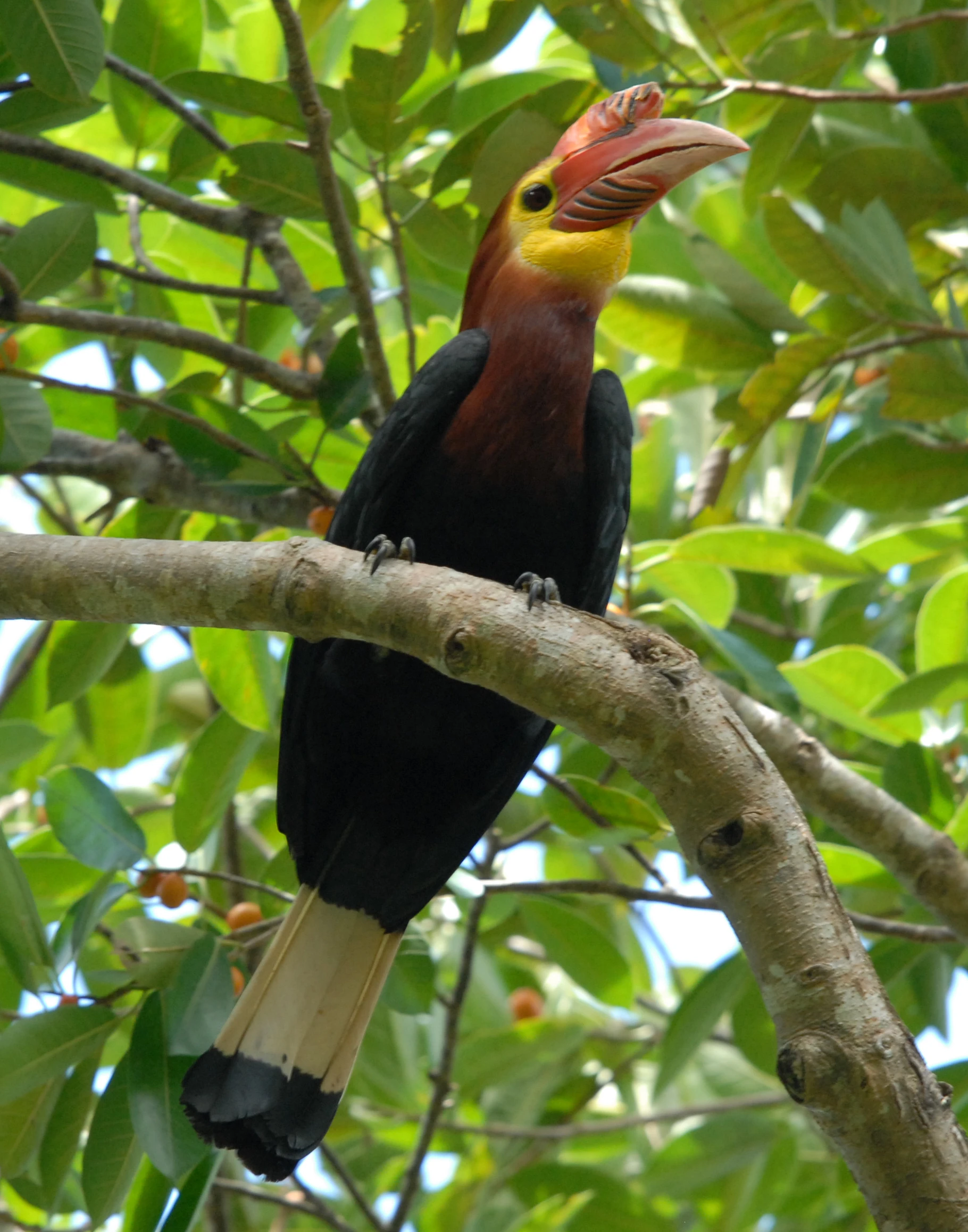 Walden's Hornbill | Animal Database | Fandom