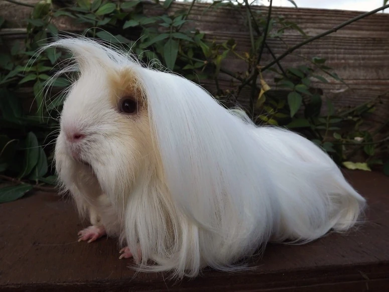 Image - Peruvian Guinea Pig.jpg | Animal Database | FANDOM powered by Wikia