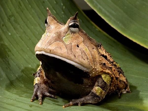 Surinam Horned Frog | Animal Database | FANDOM powered by Wikia