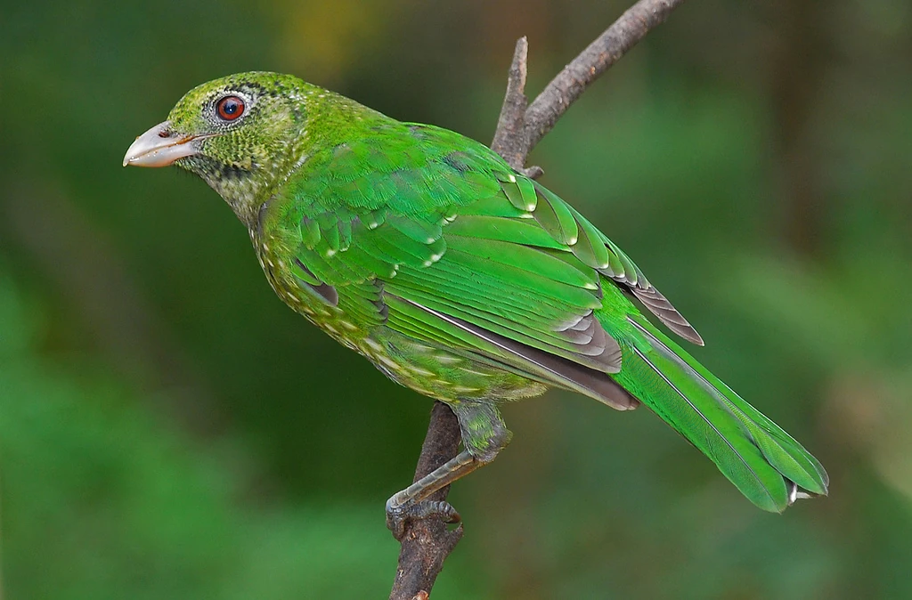 Green Catbird | Animal Database | Fandom