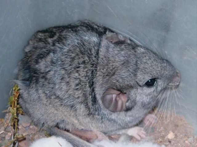 Uspallata Chinchilla Rat | Animal Database | Fandom