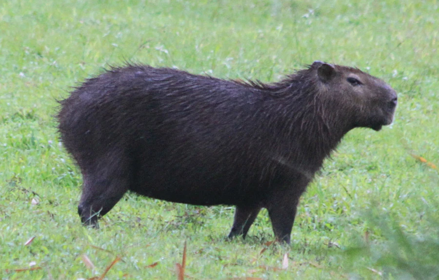 Lesser Capybara | Animal Database | FANDOM powered by Wikia