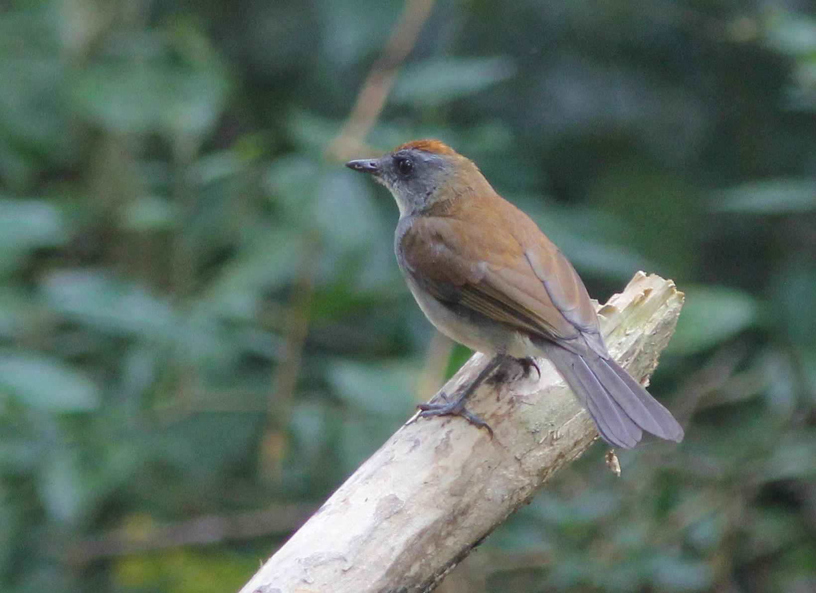 Fire-crested Alethe | Animal Database | Fandom