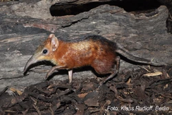 Checkered Elephant Shrew | Animal Database | Fandom