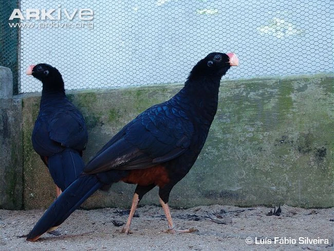 Alagoas Curassow | Animal Database | Fandom
