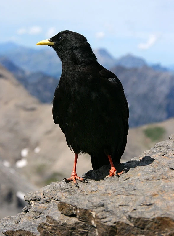 Alpine chough | Animal Database | Fandom