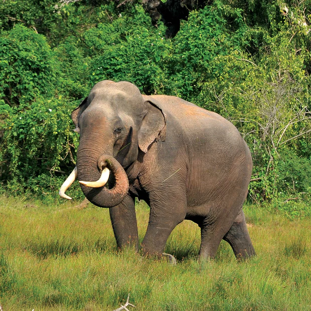 Asian Elephant | Animal Database | FANDOM powered by Wikia