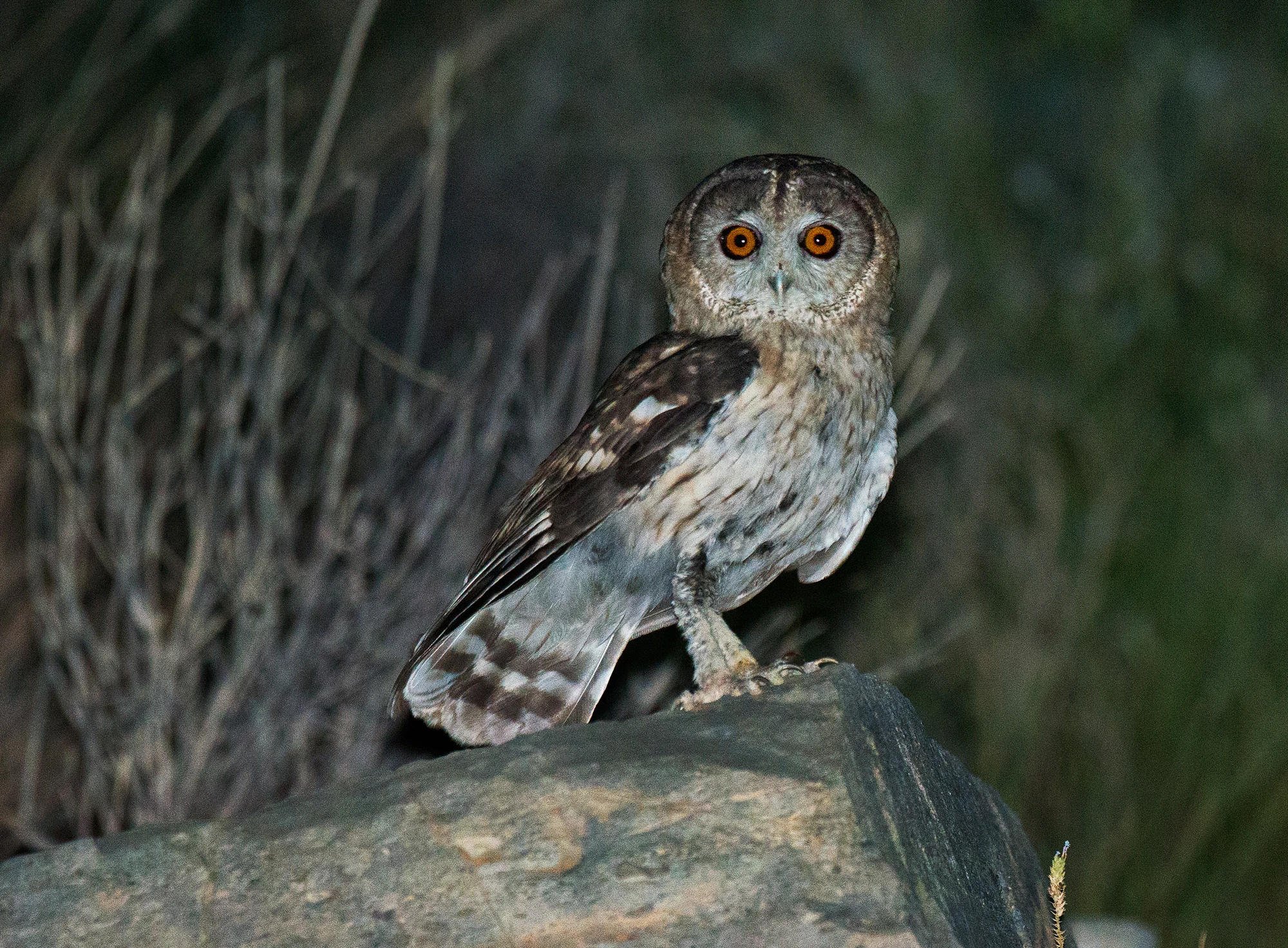 Omani Owl | Animal Database | Fandom