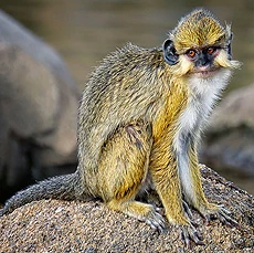 Angolan Talapoin | Animal Database | FANDOM powered by Wikia