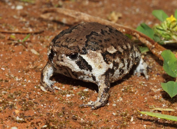 Image - Sand-Rain-Frog-20120909b1.jpg | Animal Database | FANDOM ...