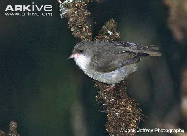 ʻAkikiki | Animal Database | FANDOM powered by Wikia