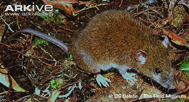 Mindanao Shrew Rat | Animal Database | FANDOM powered by Wikia