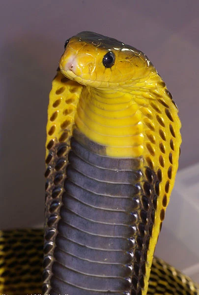 Samar Cobra | Animal Database | Fandom