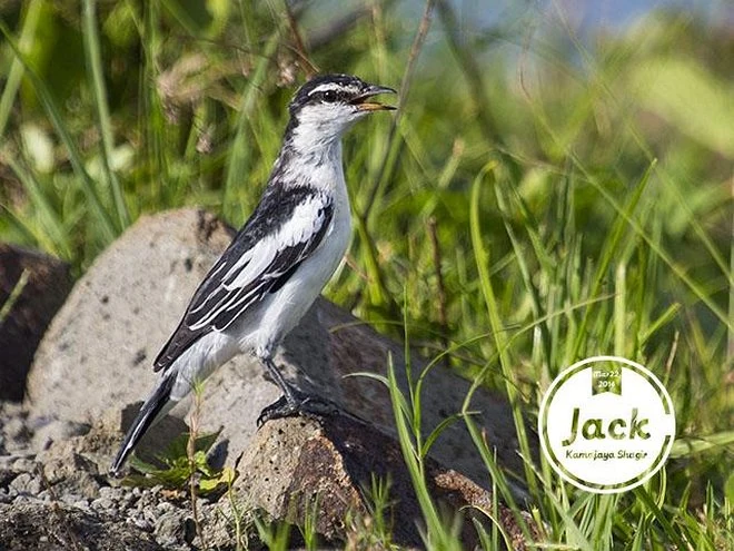 Category:Birds of East Timor | Animal Database | FANDOM powered by Wikia