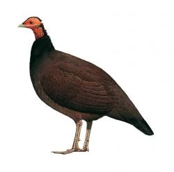 Black Guineafowl | Animal Database | FANDOM powered by Wikia