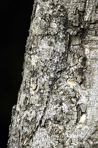 Crypsis | Animal Database | Fandom