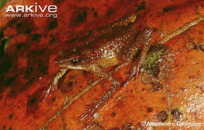 Carabaya Stubfoot Toad | Animal Database | Fandom