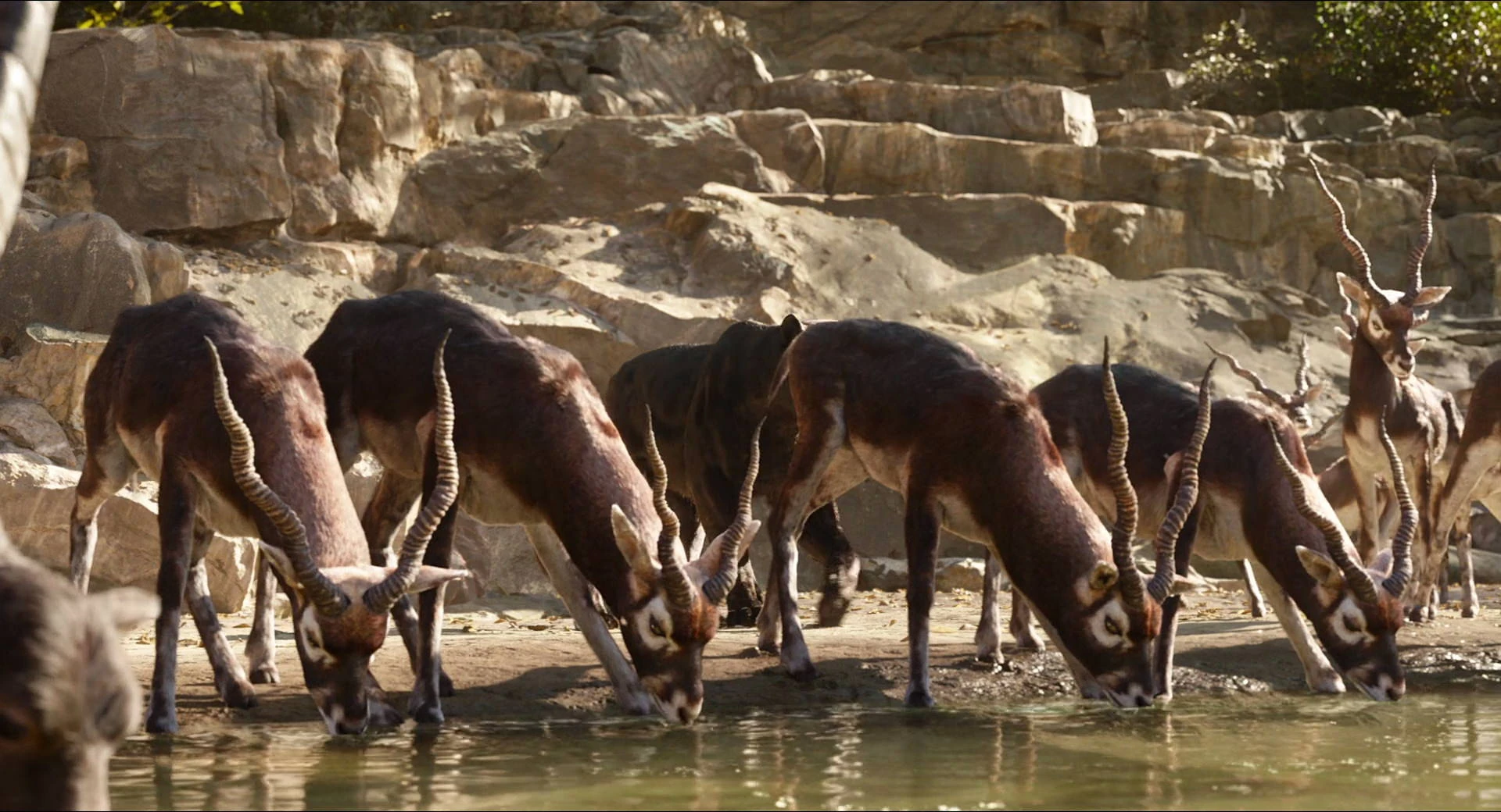 Blackbuck | Animal Database | Fandom