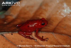 Splendid Poison Frog | Animal Database | FANDOM powered by Wikia