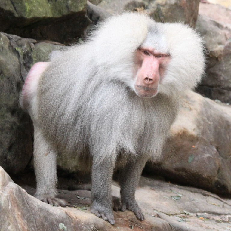 Hamadryas Baboon | Animal Database | FANDOM powered by Wikia