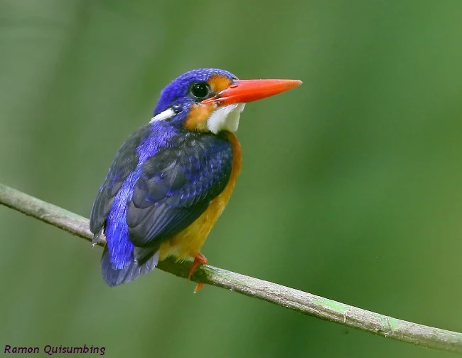 Dimorphic Dwarf Kingfisher | Animal Database | Fandom
