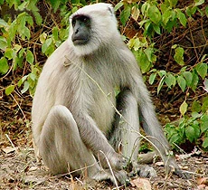 Tarai Gray Langur | Animal Database | Fandom