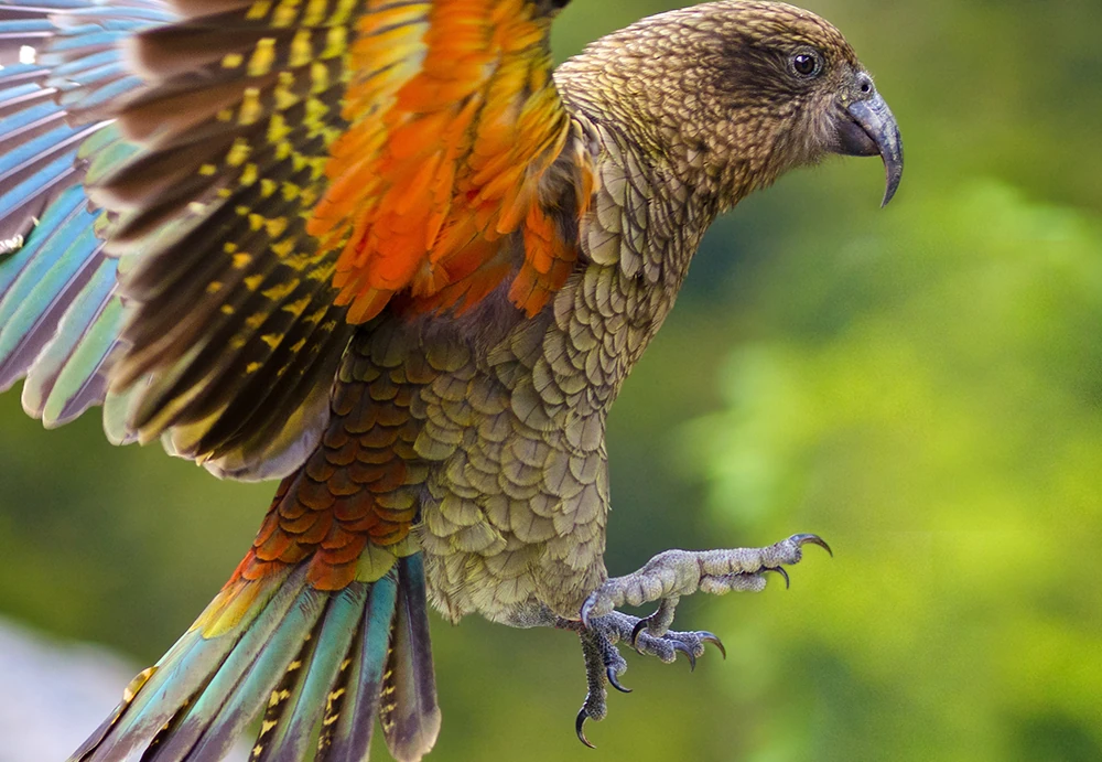 Kea | Animal Database | FANDOM powered by Wikia