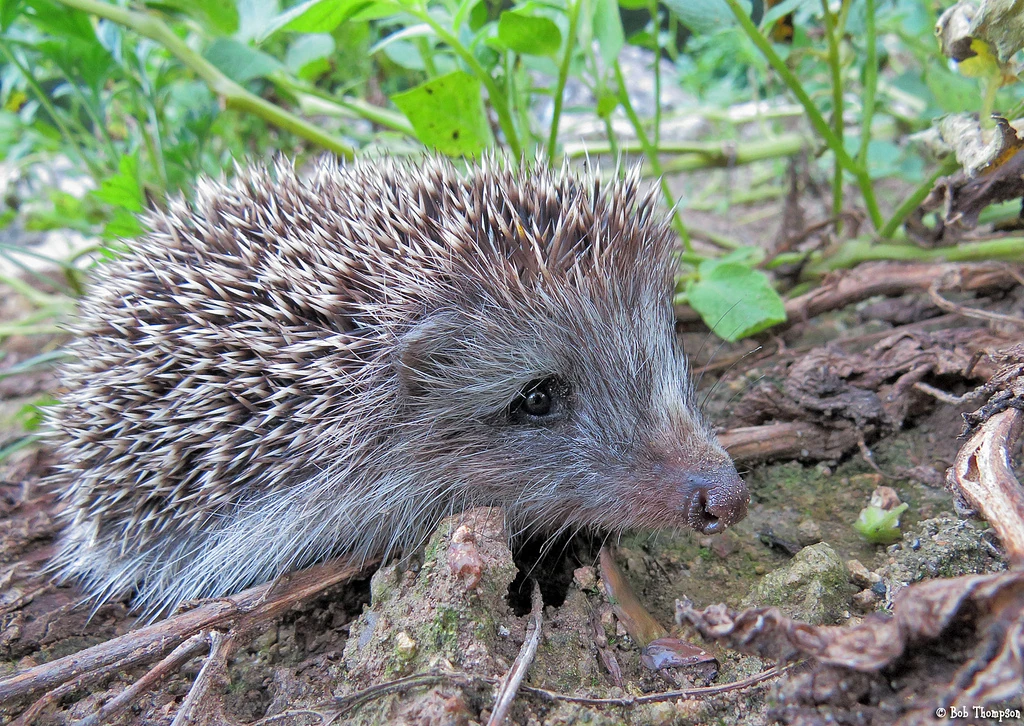 Hugh's Hedgehog | Animal Database | Fandom
