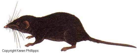 Black Shrew | Animal Database | Fandom