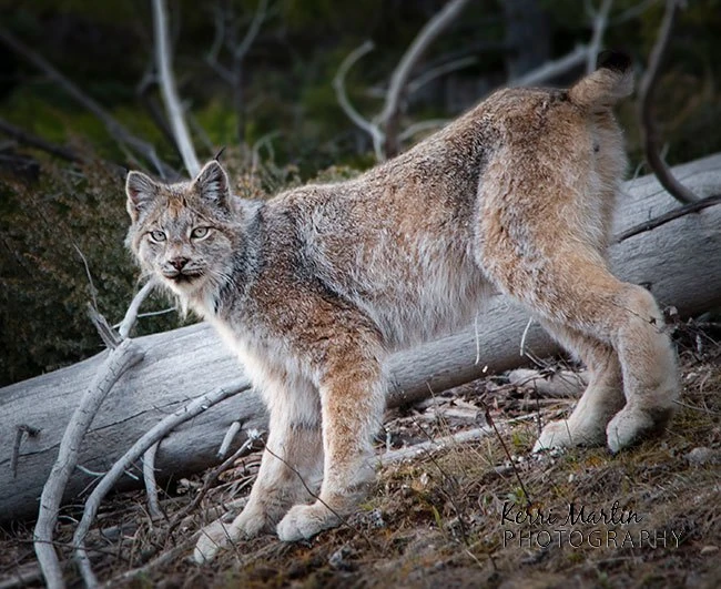 Canada Lynx | Animals Wiki | Fandom