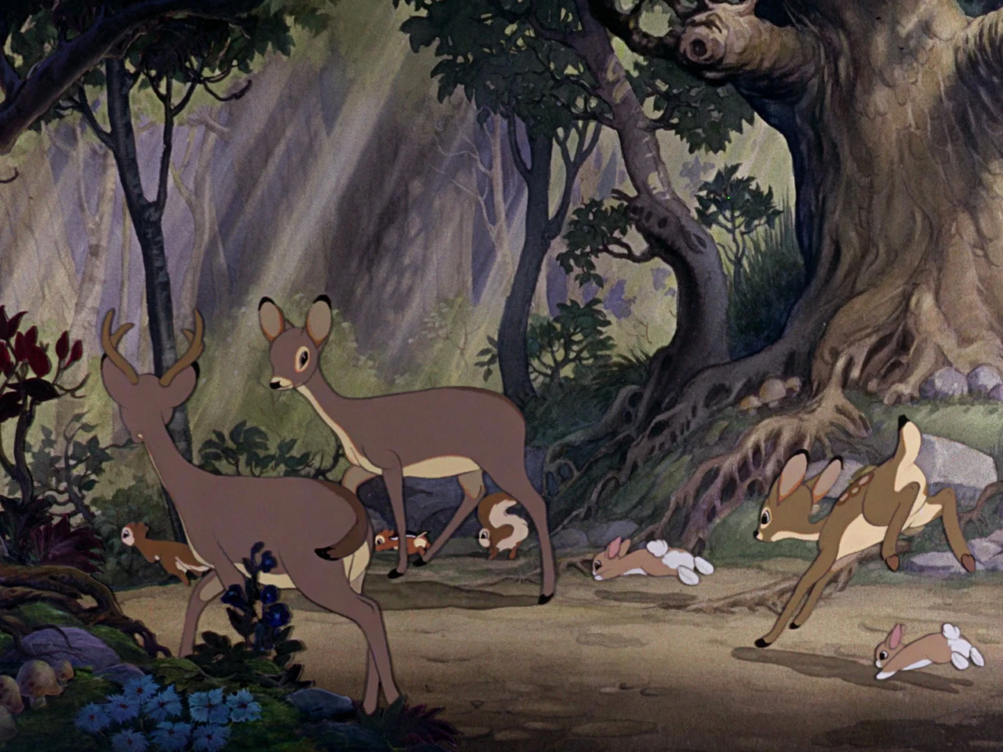 Roe Deer | Animals Wiki | Fandom