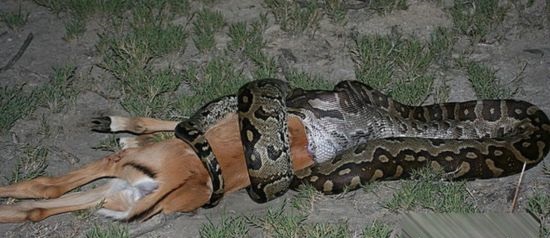 Image - Python eats Antelope.jpg | Animal World Wiki | FANDOM powered ...