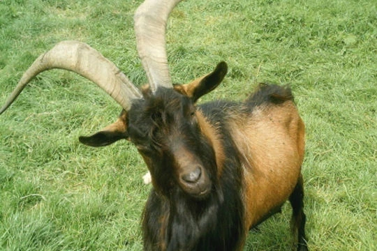 Image - Bouc.jpg | Wiki Animaux | FANDOM powered by Wikia