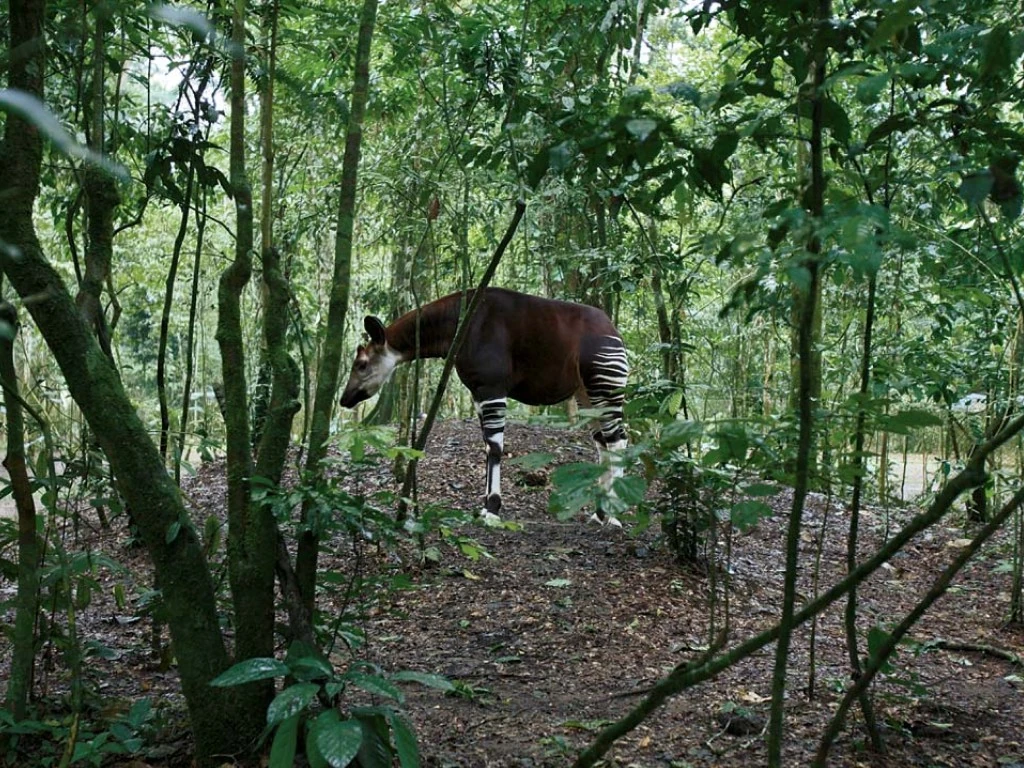 Okapi | Wiki Animaux | FANDOM powered by Wikia