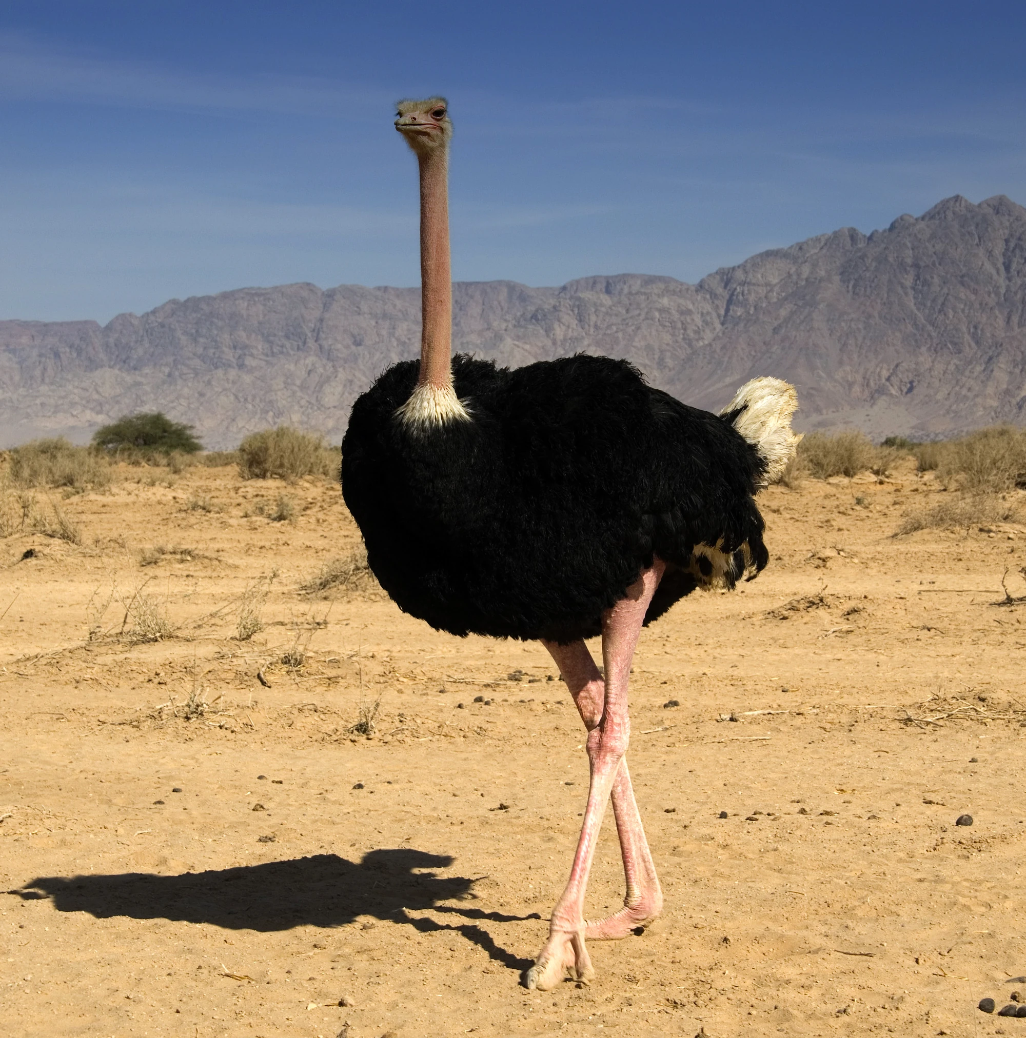 Image - Autruche d'Afrique0.jpg | Wiki Animaux | FANDOM powered by Wikia