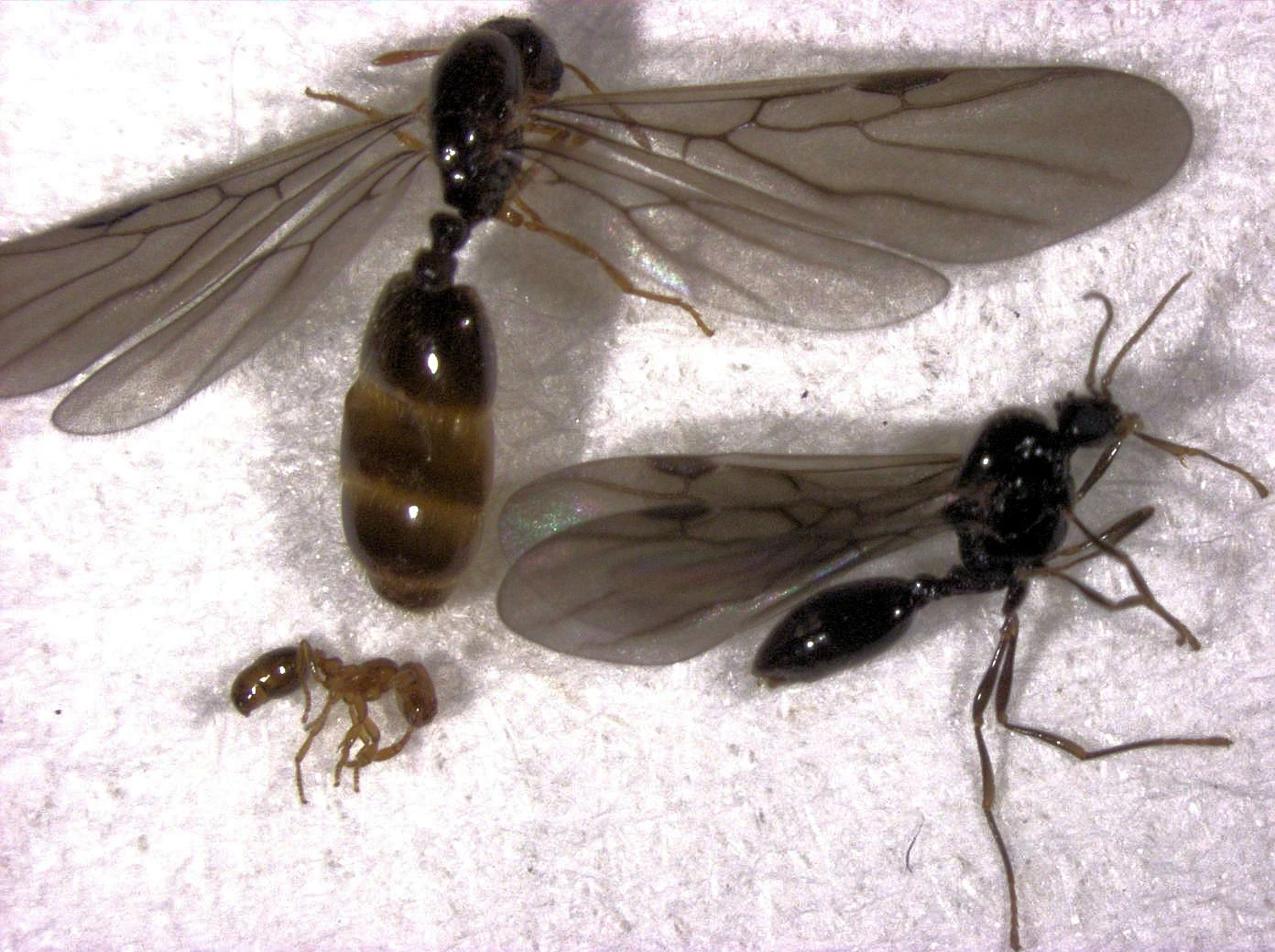 Fire ant | Ants Wiki | FANDOM powered by Wikia