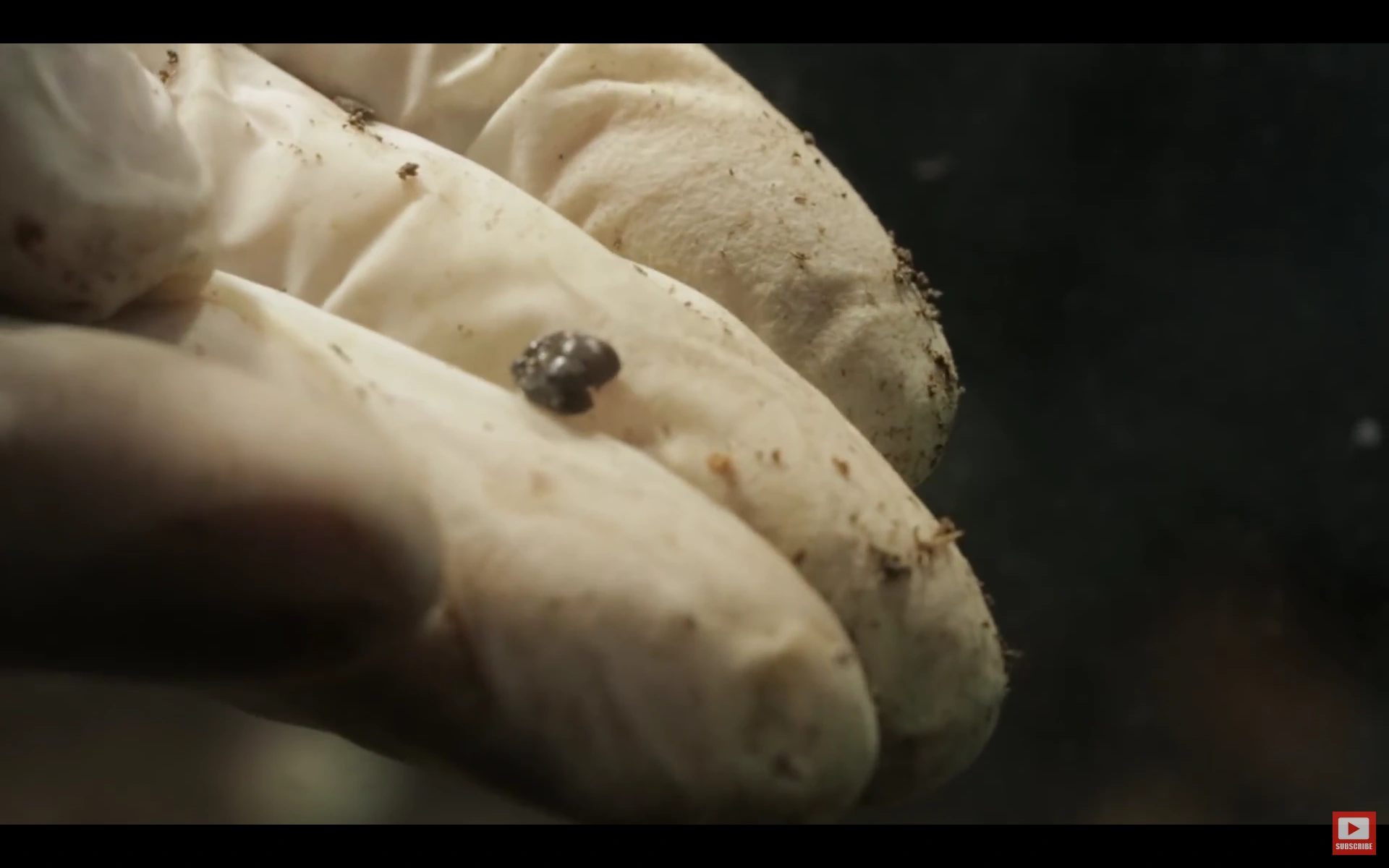 Titans | AntsCanada Wiki | Fandom