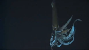 Giant Squid | Apex Predators Wiki | Fandom